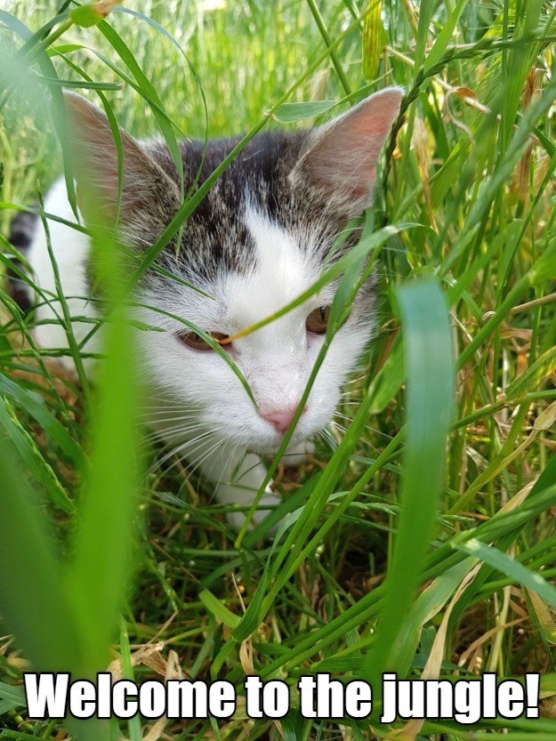 Welcome To The Jungle - Lolcats - lol | cat memes | funny cats | funny ...