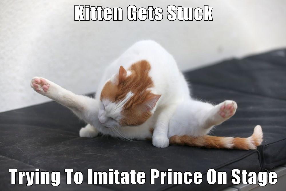 Kitten Gets Stuck - Lolcats - lol | cat memes | funny cats | funny cat ...