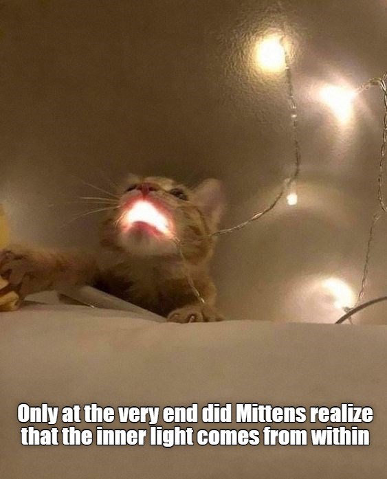 Uhhh, No. Wait. What? - Lolcats - lol | cat memes | funny cats | funny ...