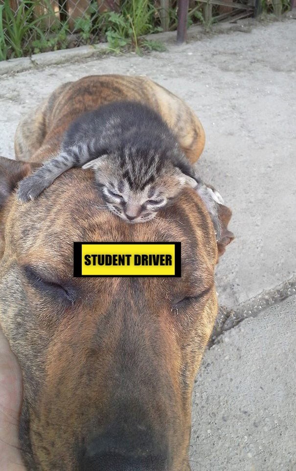 Student Driver - Lolcats - lol | cat memes | funny cats | funny cat ...