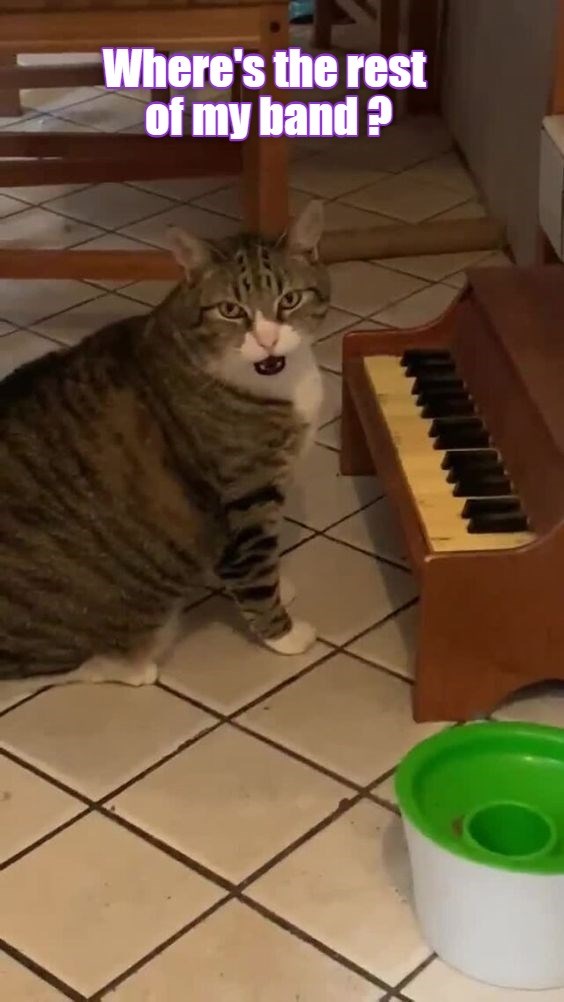 Where's the rest of my band? - Lolcats - lol | cat memes | funny cats ...