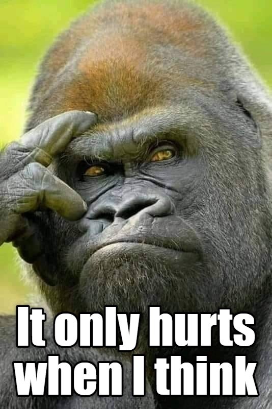 Thinking Is Hard - Animal Comedy - Animal Comedy, funny animals, animal ...