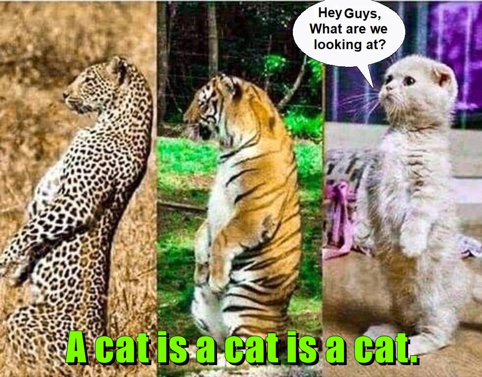 A cat is a cat is a cat. - Lolcats - lol | cat memes | funny cats ...