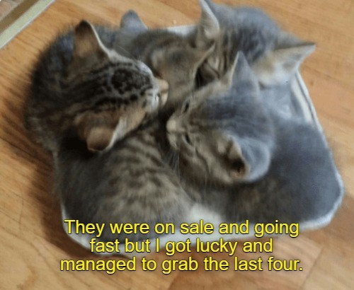 Bargain! - Lolcats - lol | cat memes | funny cats | funny cat pictures ...