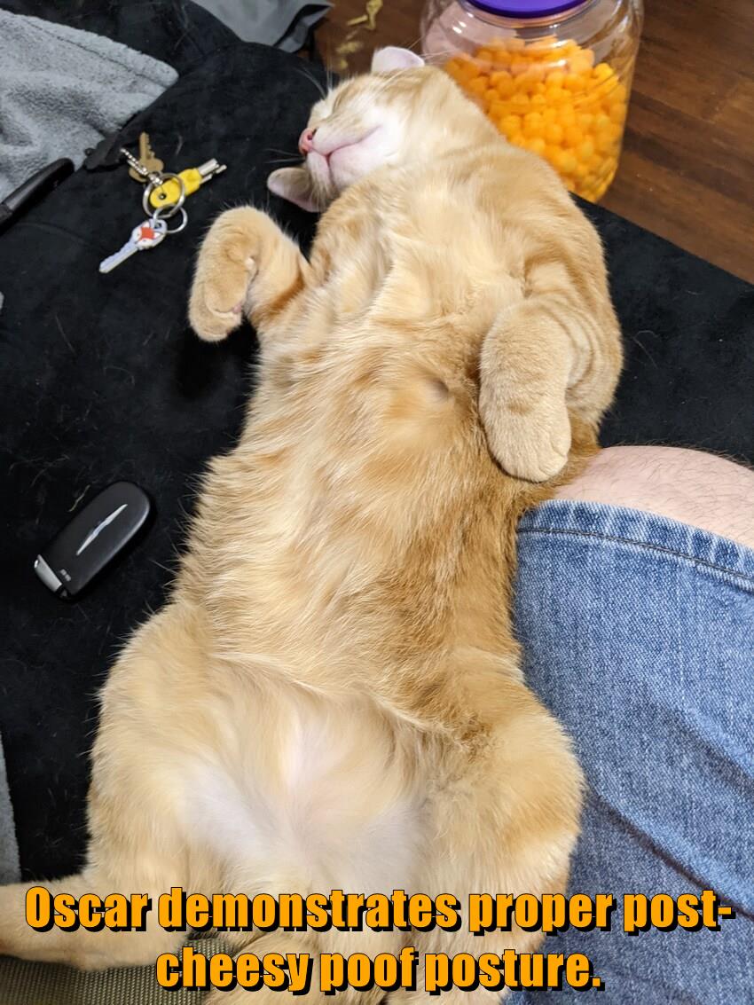 Oscar demonstrates proper post-cheesy poof posture. - Lolcats - lol ...