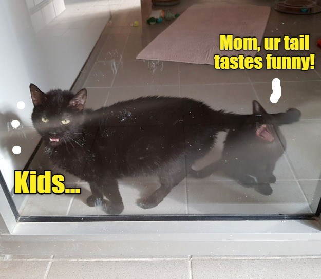 Om nom nom - Lolcats - lol | cat memes | funny cats | funny cat ...