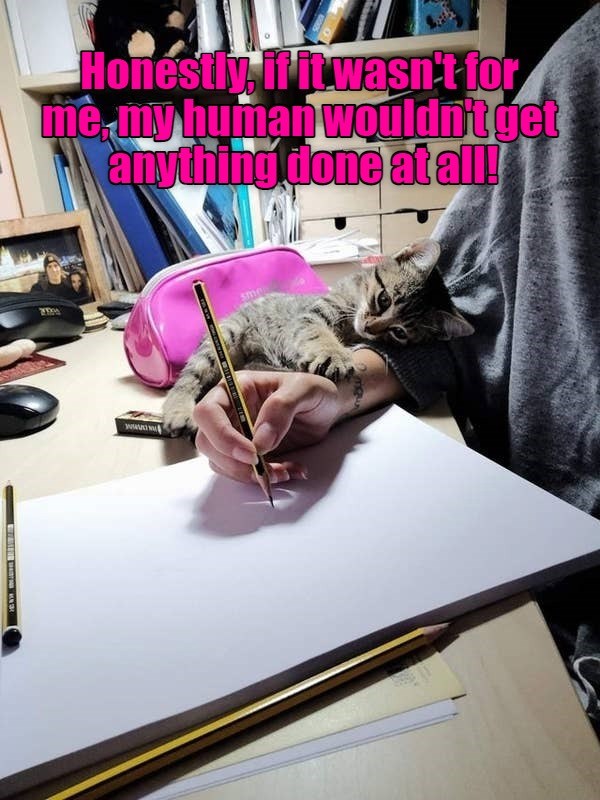 So helpful - Lolcats - lol | cat memes | funny cats | funny cat ...