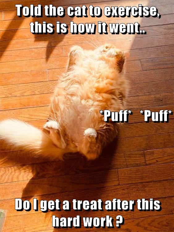 Told the cat to exercise - Lolcats - lol | cat memes | funny cats ...