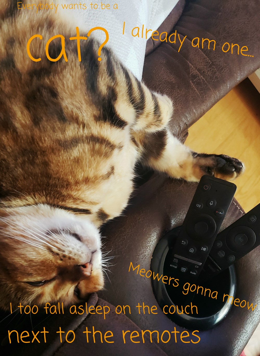 Everybody wants to be a cat - Lolcats - lol | cat memes | funny cats ...