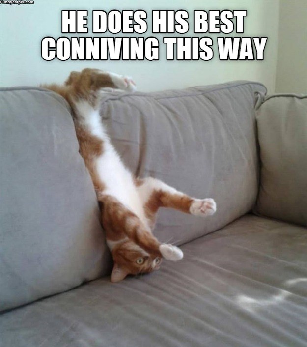 Conniving - Lolcats - lol | cat memes | funny cats | funny cat pictures ...