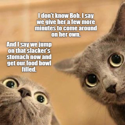 Next step - Lolcats - lol | cat memes | funny cats | funny cat pictures ...