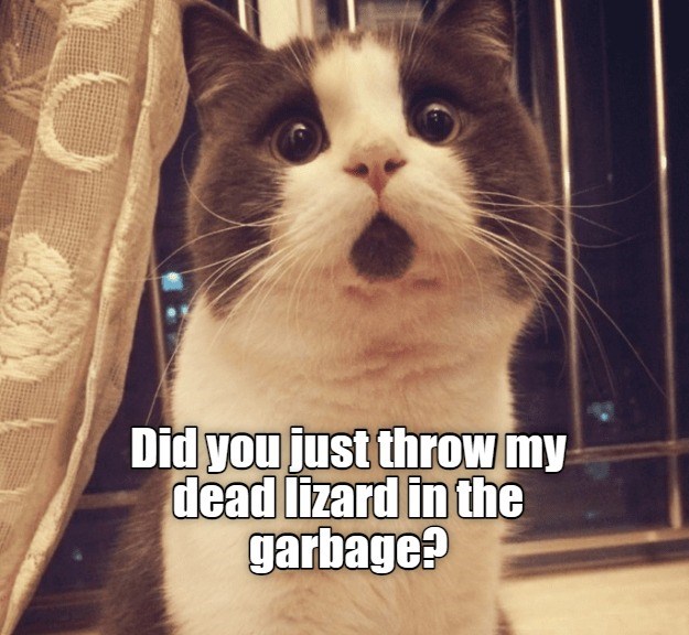 Why? - Lolcats - lol | cat memes | funny cats | funny cat pictures with ...