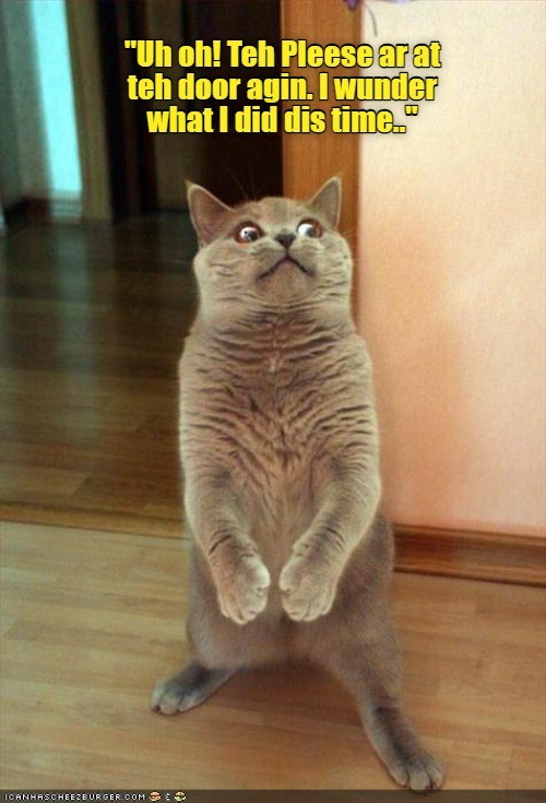 A recurring problem.. - Lolcats - lol | cat memes | funny cats | funny ...