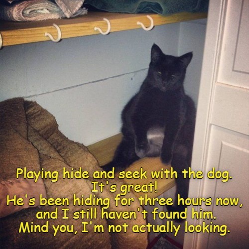 This may take a while - Lolcats - lol | cat memes | funny cats | funny ...