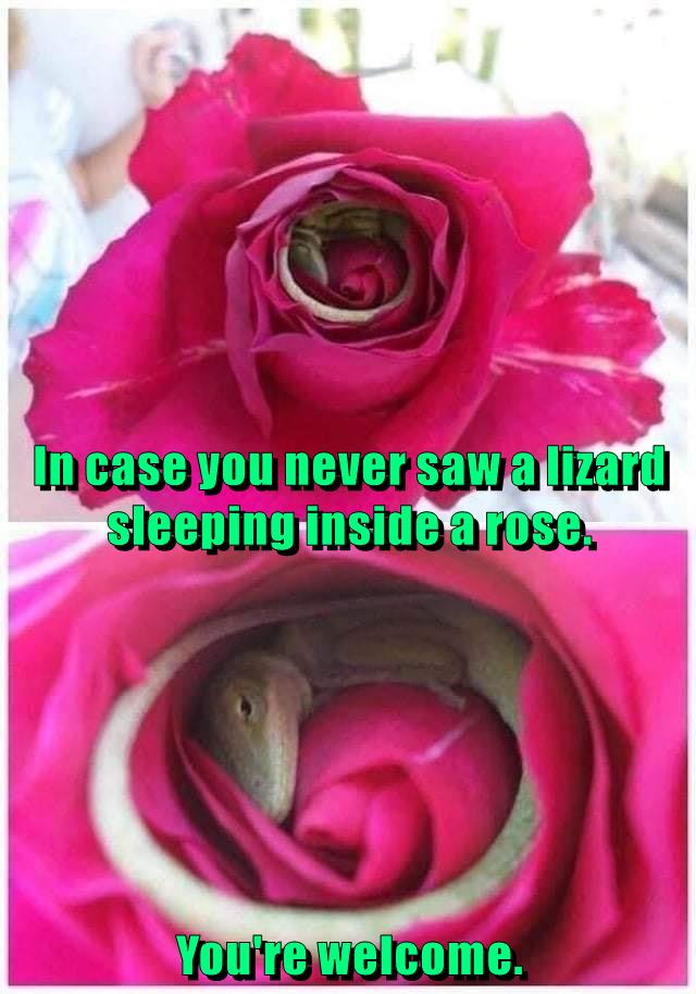 You're welcome. - Animal Comedy - Animal Comedy, funny animals, animal gifs