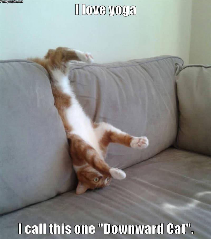 "Downward Cat". - Lolcats - lol | cat memes | funny cats | funny cat ...