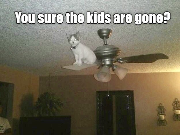 They are a menace! - Lolcats - lol | cat memes | funny cats | funny cat ...