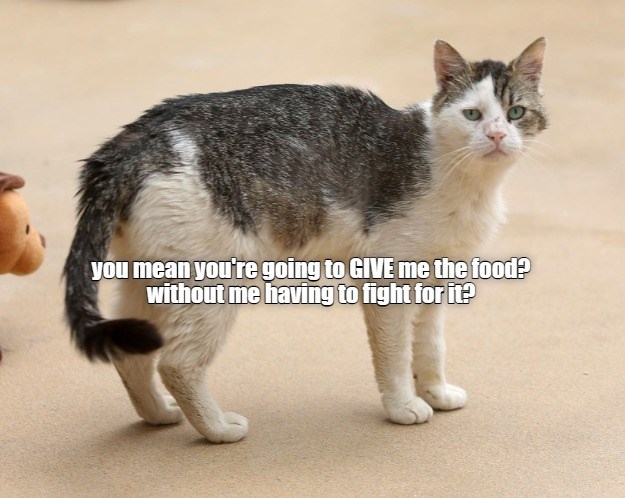 New arrival at the rescue center - Lolcats - lol | cat memes | funny ...