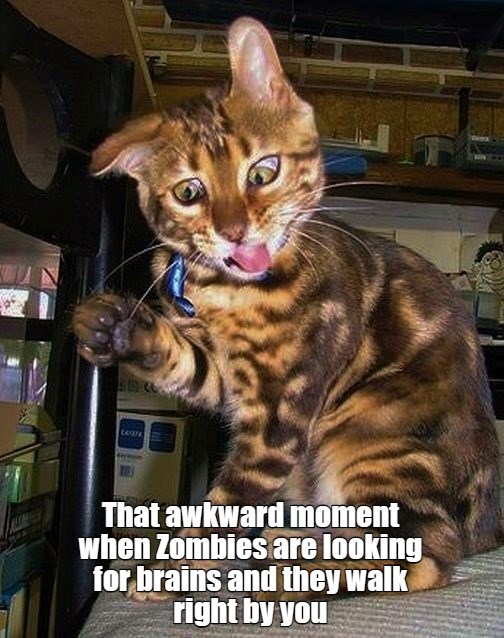 Well That Was Awkward - Lolcats - lol | cat memes | funny cats | funny ...