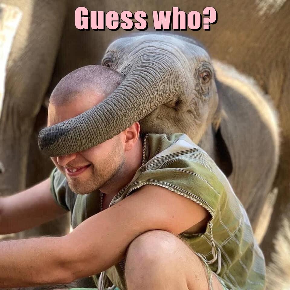 Guess who? - Animal Comedy - Animal Comedy, funny animals, animal gifs