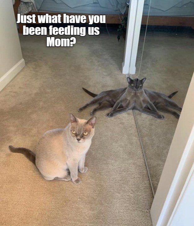 Mom? - Lolcats - lol | cat memes | funny cats | funny cat pictures with ...