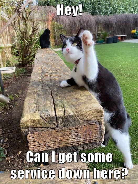 Hey! - Lolcats - lol | cat memes | funny cats | funny cat pictures with ...