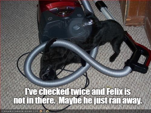 Weird flex but okay - Lolcats - lol | cat memes | funny cats | funny ...