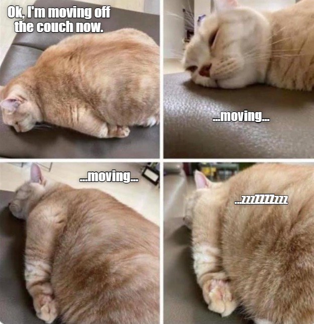 Moving - Lolcats - lol | cat memes | funny cats | funny cat pictures ...