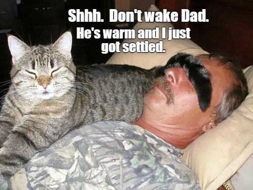 Shhh - Lolcats - lol | cat memes | funny cats | funny cat pictures with ...