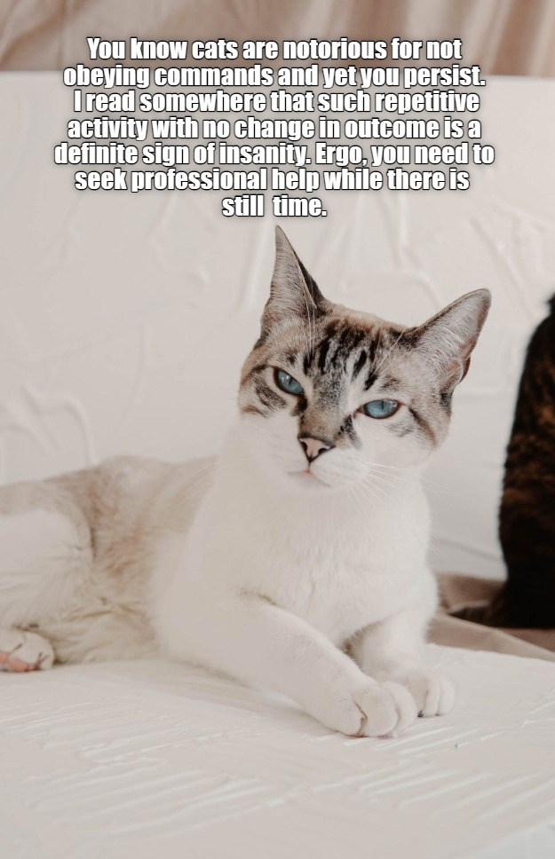 Persistence isn't key - Lolcats - lol | cat memes | funny cats | funny ...