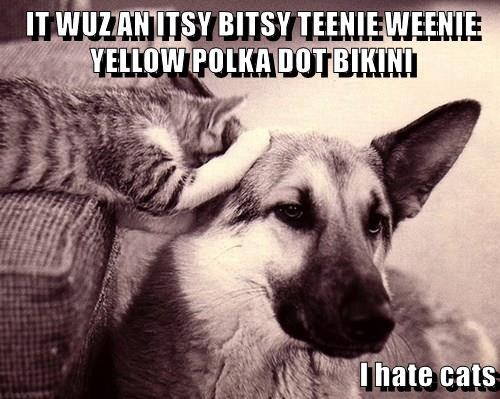 ITSY BITSY TEENIE WEENIE - Lolcats - lol | cat memes | funny cats ...