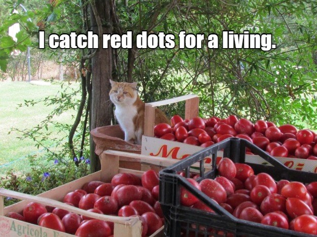 Life at the Red Dot Farm - Lolcats - lol | cat memes | funny cats ...