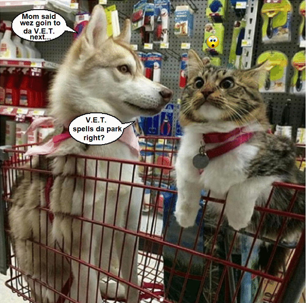 Spell check - Lolcats - lol | cat memes | funny cats | funny cat ...