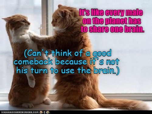 Truth be known. - Lolcats - lol | cat memes | funny cats | funny cat ...