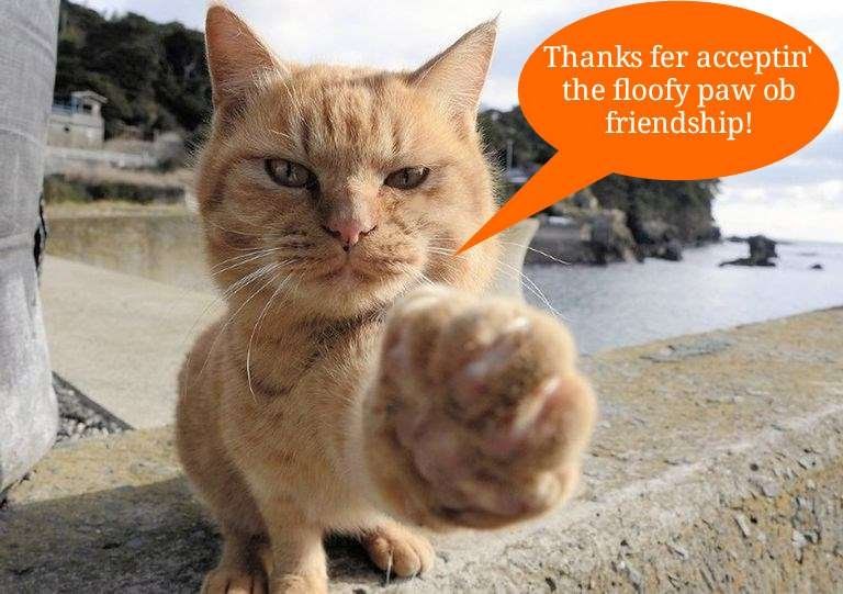 The floofy paw of friendship - Lolcats - lol | cat memes | funny cats ...
