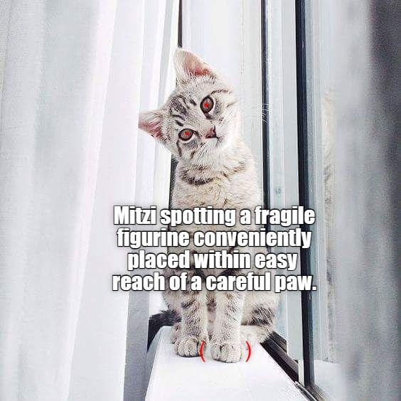 Crash imminent - Lolcats - lol | cat memes | funny cats | funny cat ...