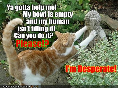 and clean my litter box? - Lolcats - lol | cat memes | funny cats ...