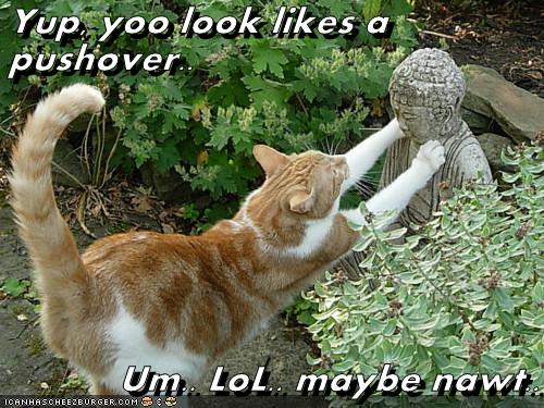 Yup, yoo look likes a pushover - Lolcats - lol | cat memes | funny cats ...