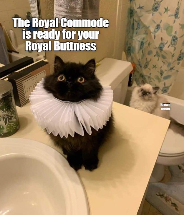 Your Majesty - Lolcats - lol | cat memes | funny cats | funny cat ...