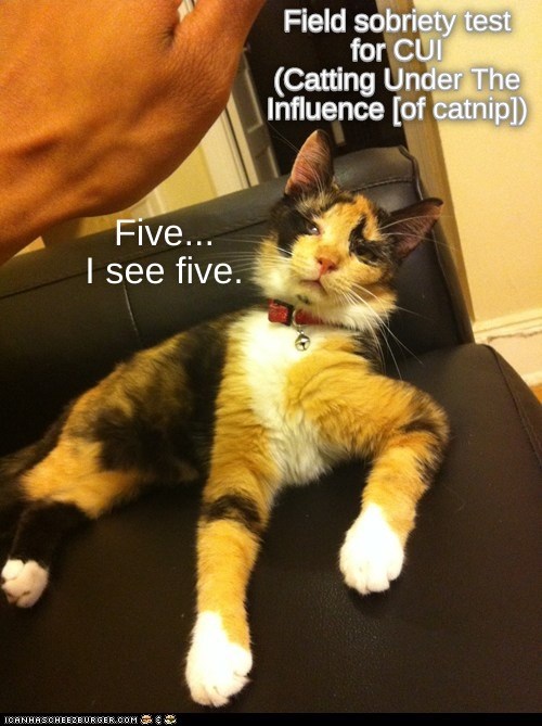 CUI test - Lolcats - lol | cat memes | funny cats | funny cat pictures ...