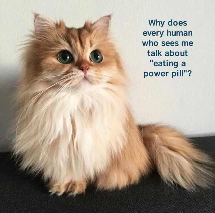 Because they've got Pacman fever, Bashful - Lolcats - lol | cat memes ...