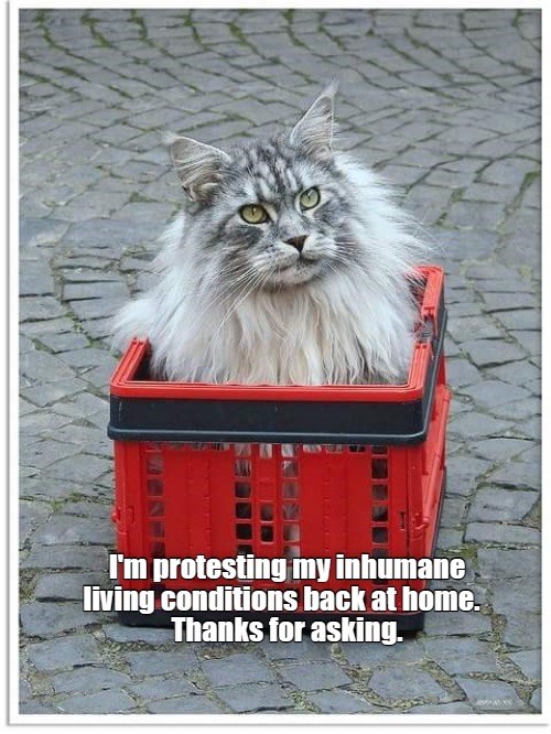 Thanks for asking - Lolcats - lol | cat memes | funny cats | funny cat ...