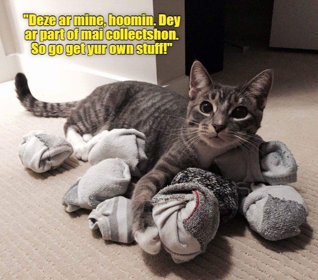 Kittie lays down the law to her human! - Lolcats - lol | cat memes ...