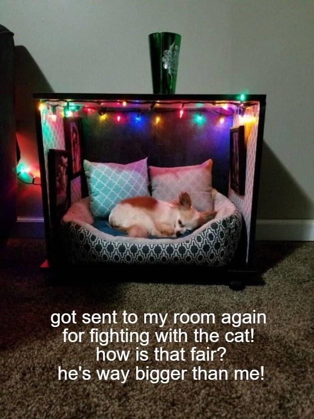 HAH! - I Has A Hotdog - Dog Pictures - Funny pictures of dogs - Dog ...