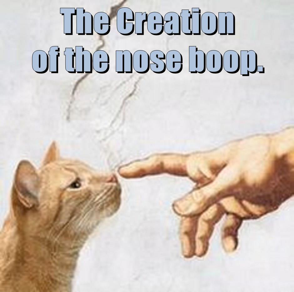 The Creation of the nose boop. - Lolcats - lol | cat memes | funny cats ...