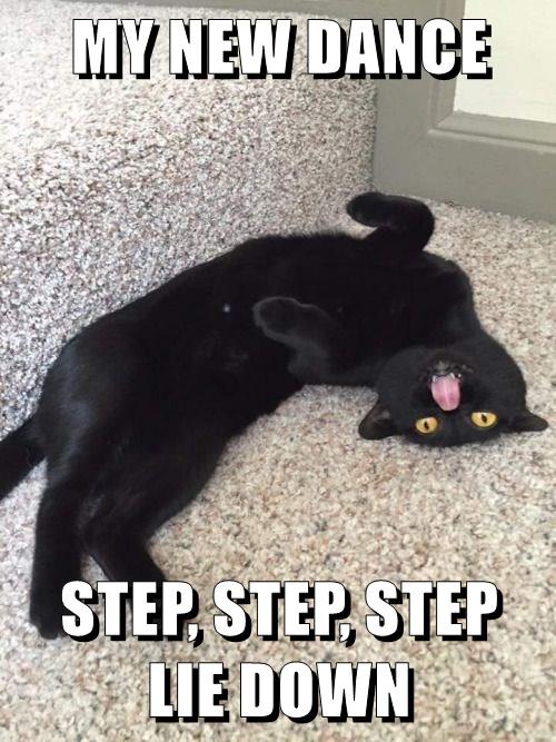 MY NEW DANCE - Lolcats - lol | cat memes | funny cats | funny cat ...