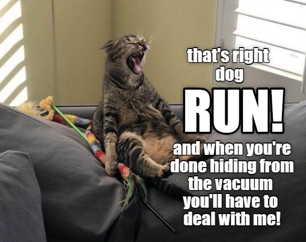 run! - Lolcats - lol | cat memes | funny cats | funny cat pictures with ...