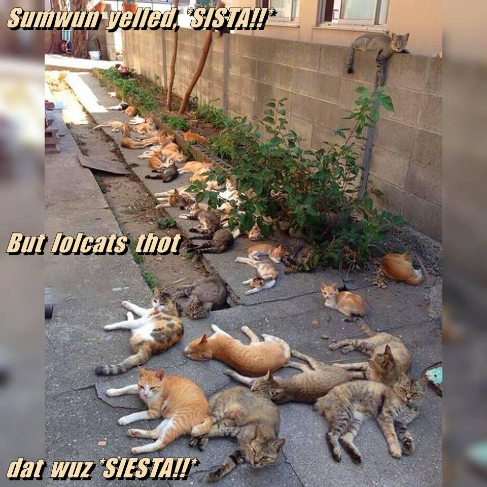 SISTA!! - Lolcats - lol | cat memes | funny cats | funny cat pictures ...