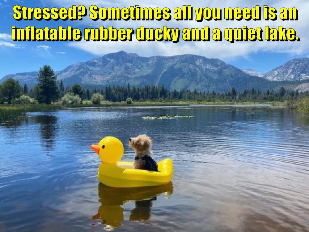 Stressed? Sometimes all you need is an inflatable rubber ducky and a ...