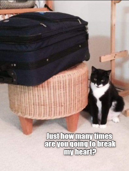 Just how many times? - Lolcats - lol | cat memes | funny cats | funny ...